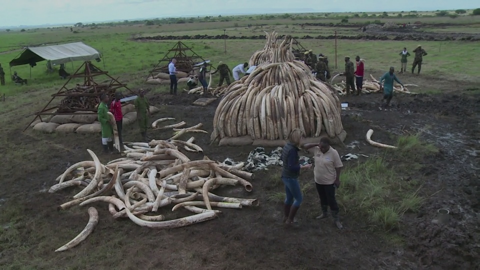 Quênia queimará 105 toneladas de marfim - TV UOL