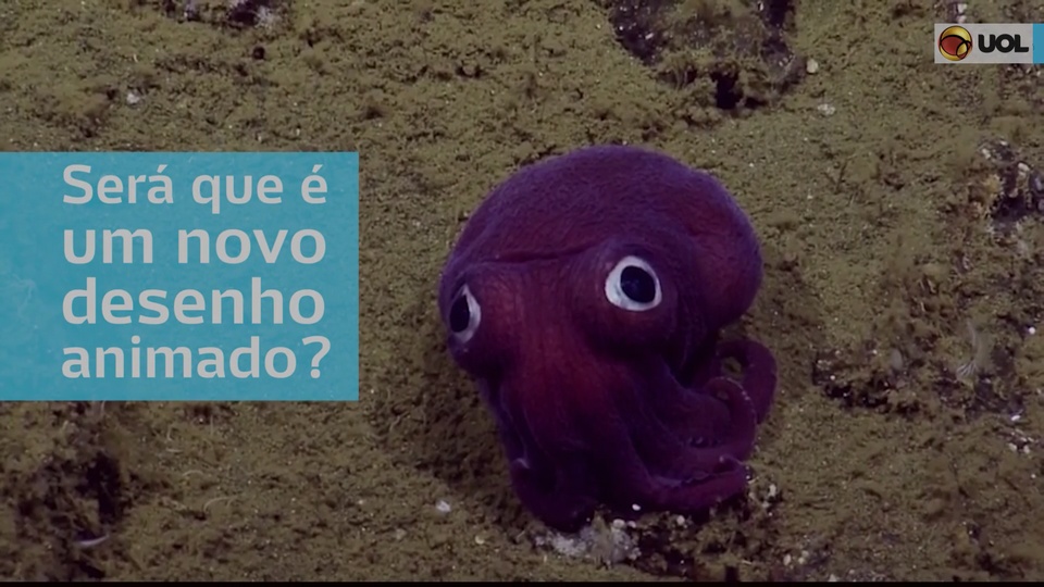 É um Pokémon? Molusco parecido com desenho animado encanta cientistas ...