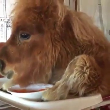 Vídeo de mini pônei comendo sentado em cadeira viraliza na web - 22/02 ...