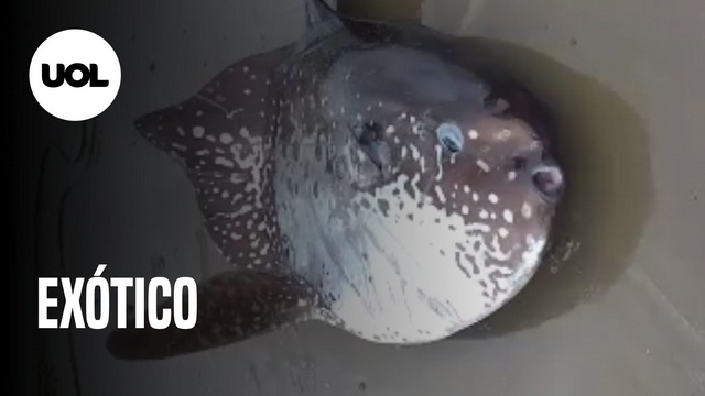 Vídeo mostra peixe raro que foi encontrado na região da Praia Leste ...