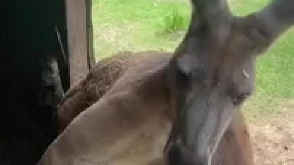 Canguru 'bombado' viraliza na internet após exibir seus incríveis ...