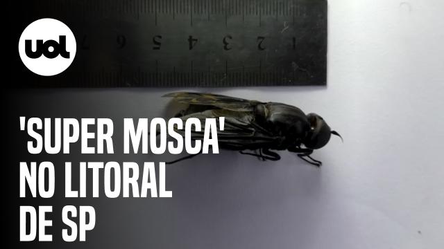 Super mosca de aproximadamente 6 centímetros é encontrada no litoral de ...