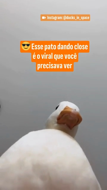 Esse pato dando close é o viral que você precisava ver